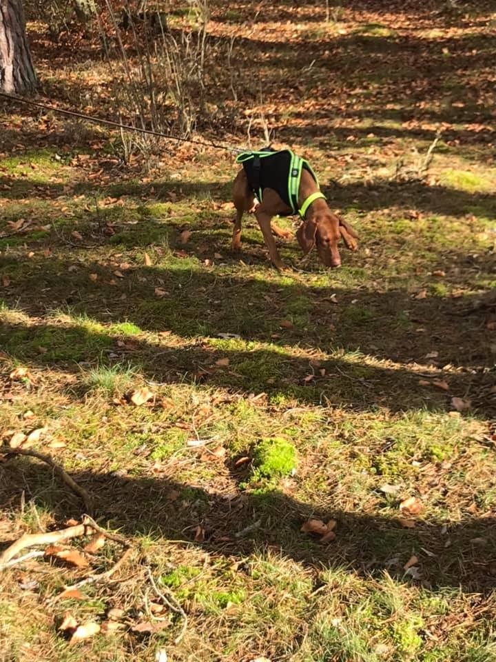 Was ist Mantrailing? - Faszination Mantrailing